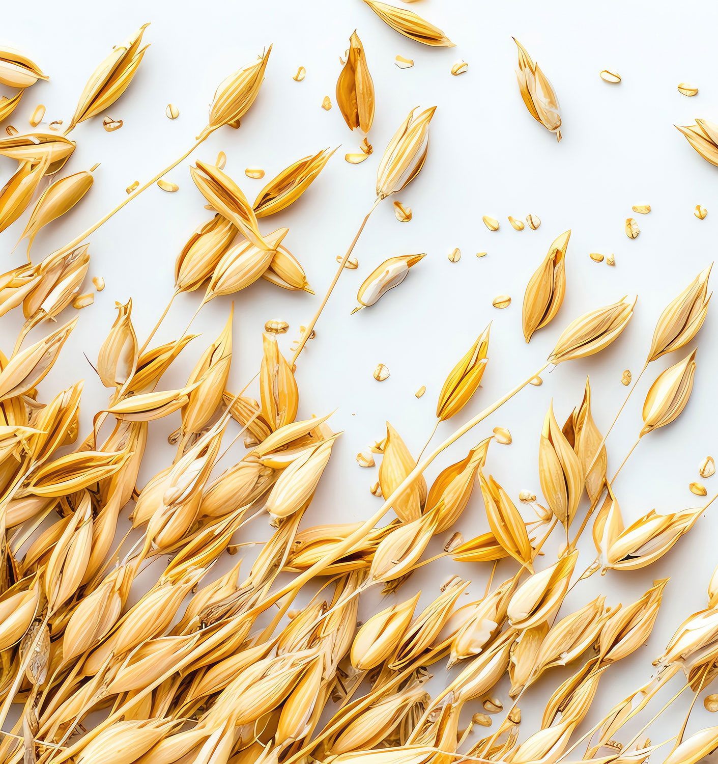 Cascarilla de Avena, Maíz, Cebada y Soja para Alimentación Animal ...